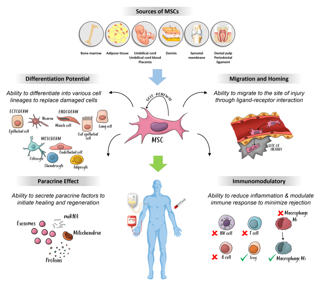 Mesenchymal Stem Cells MSCs Panthera Labs Mesenchymal Stem Cells MSCs Panthera Labs